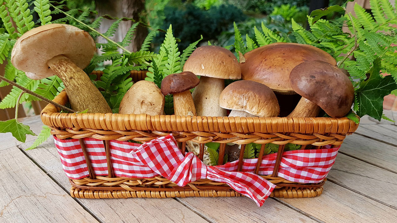 Los mejores sitios para coger setas en Galicia